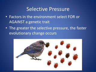 Introduction to evolution | PPTX