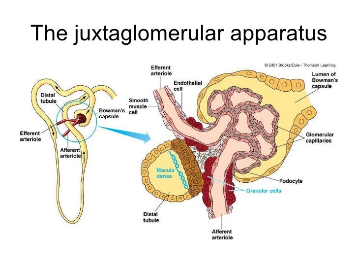 Introduction to excretory system