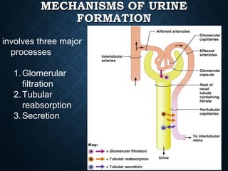 Introductiontoexcretorysystem | PPT
