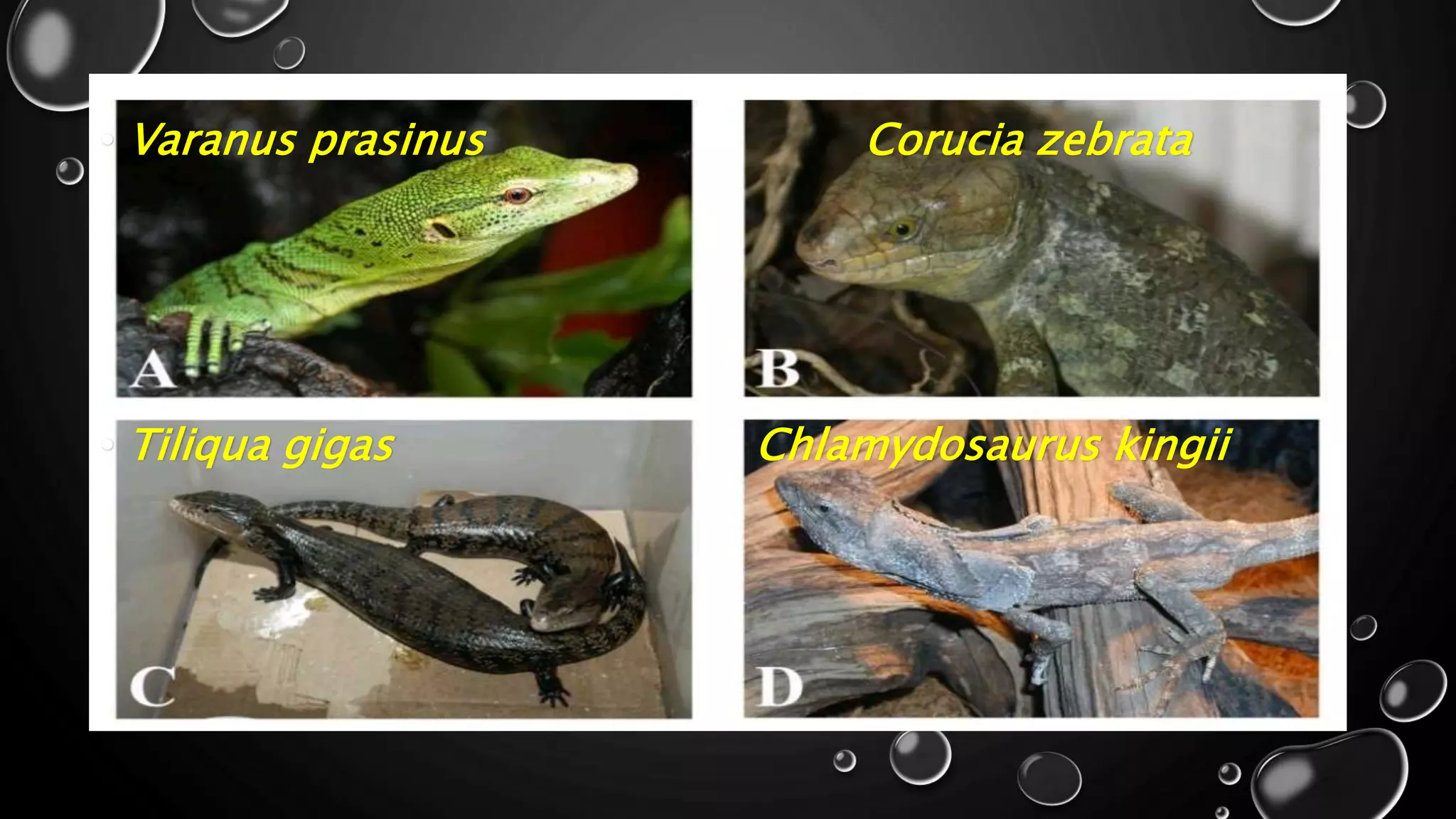 Introduction to Exotic Species | PPTX