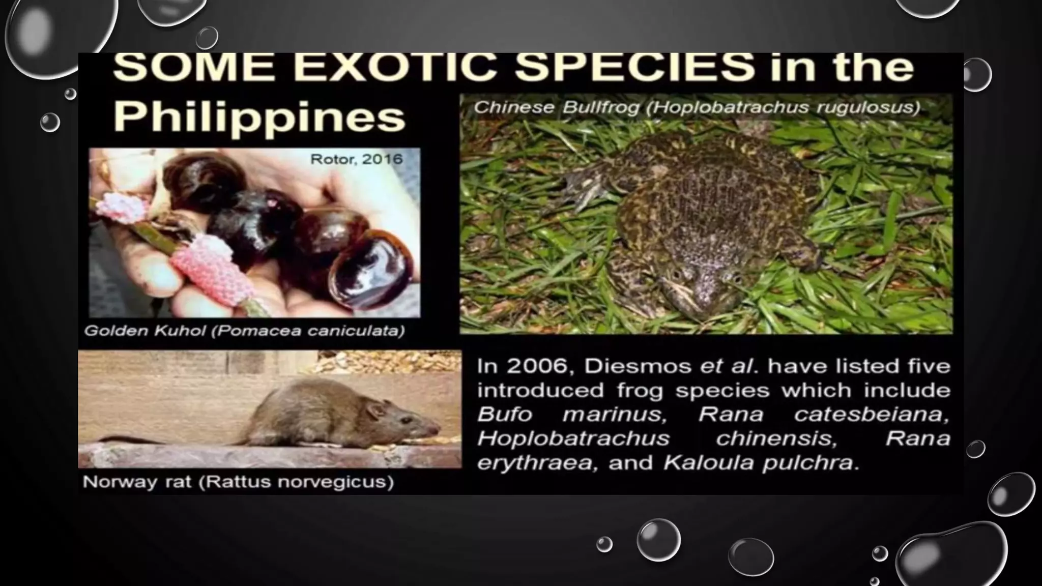 Introduction to Exotic Species | PPTX