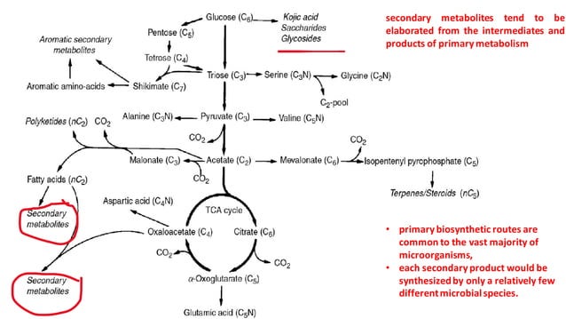 Introduction to fermentation and range of fermentation processes | PDF | Chemistry | Science