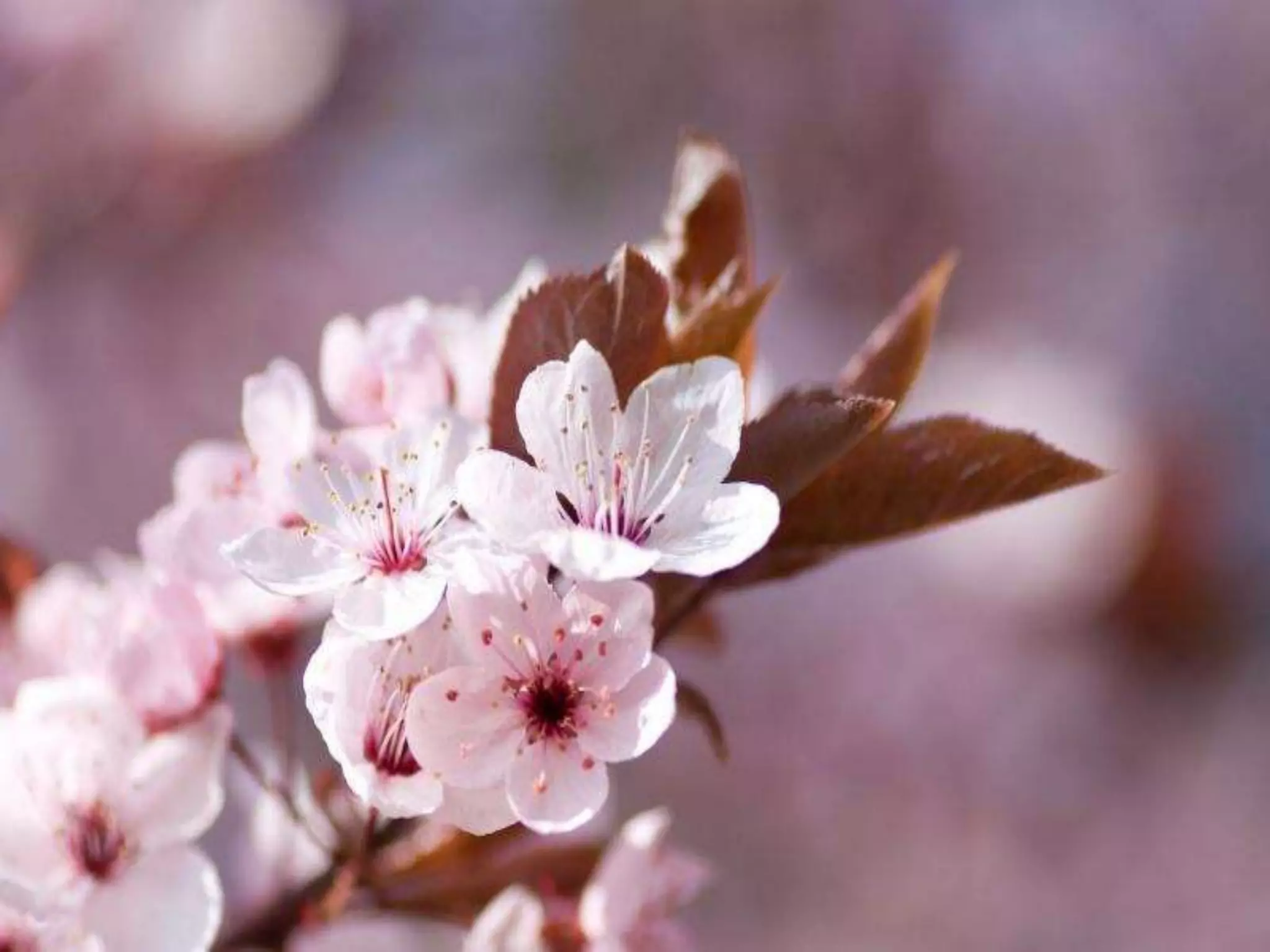 Introduction to fermentation process | PPTX