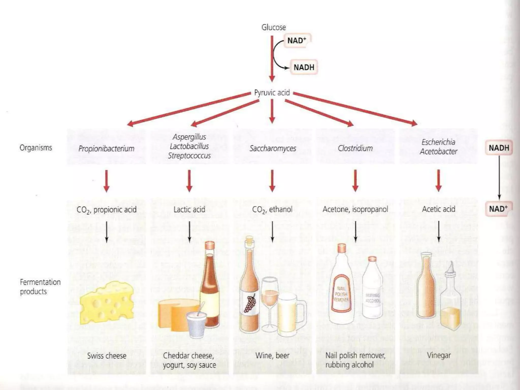 Introduction to fermentation process | PPTX