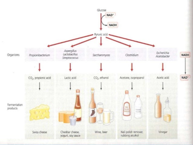 Introduction to fermentation process