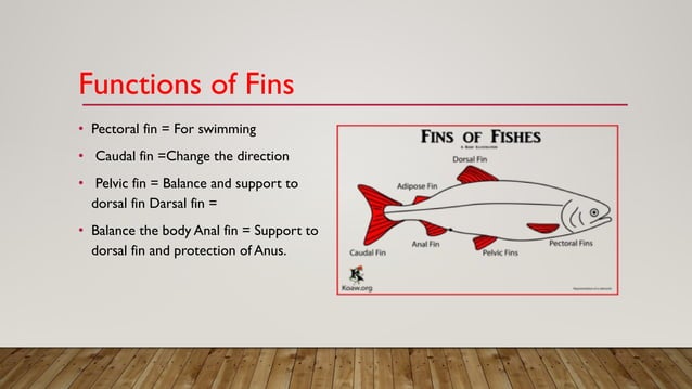 Introduction to fisheries LECTURE. 1.pptx