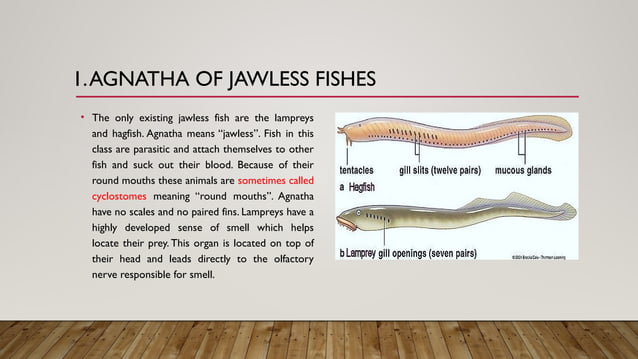 Introduction to fisheries LECTURE. 1.pptx