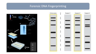 introductiontoforensicbiology-201208192650.pdf
