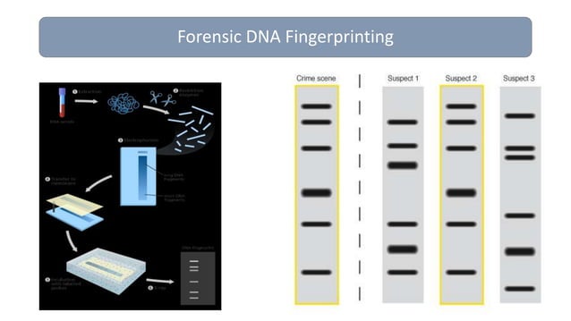Introduction to Forensic Biology | PPTX