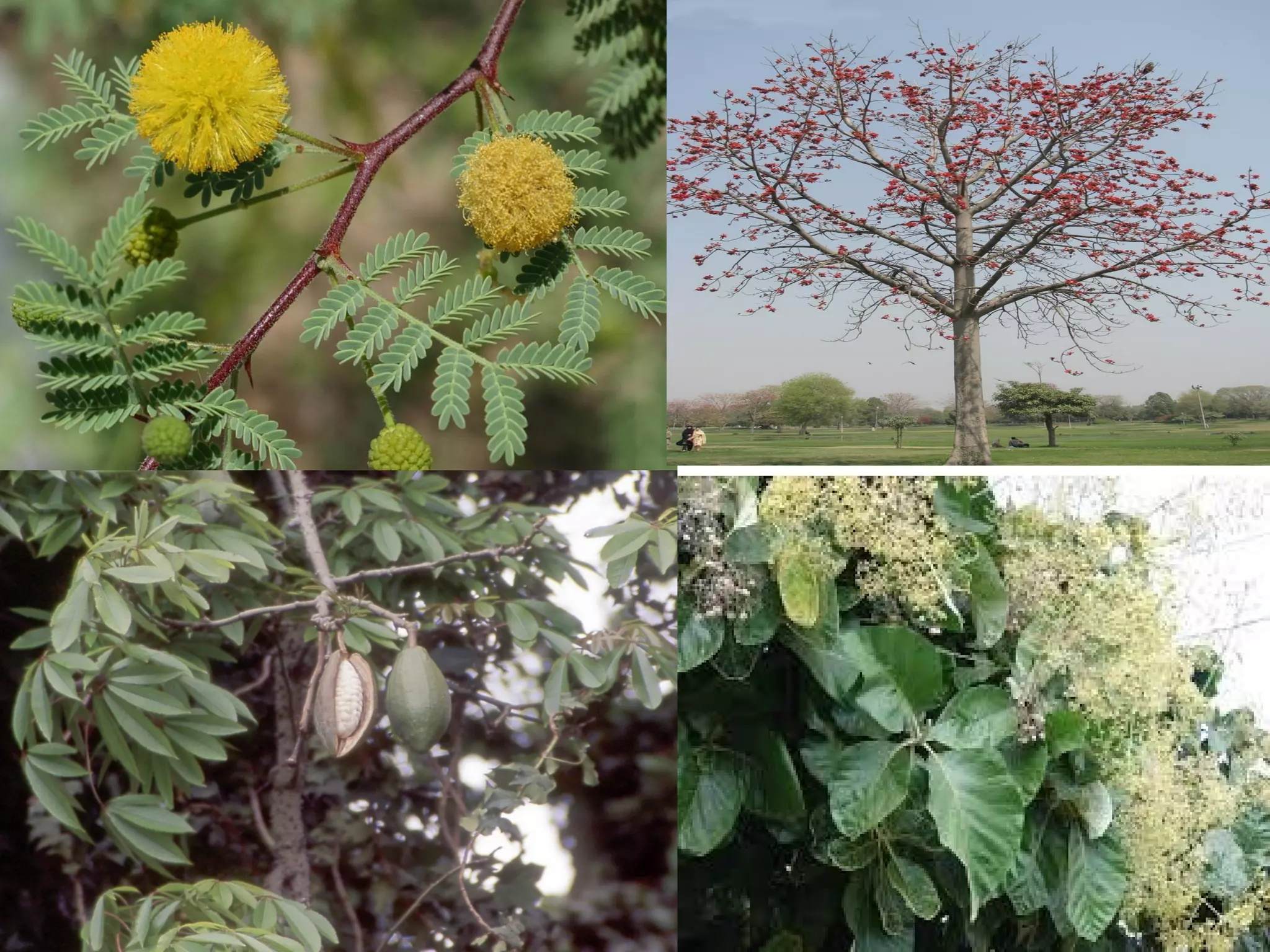 Introduction to forestry | PPT