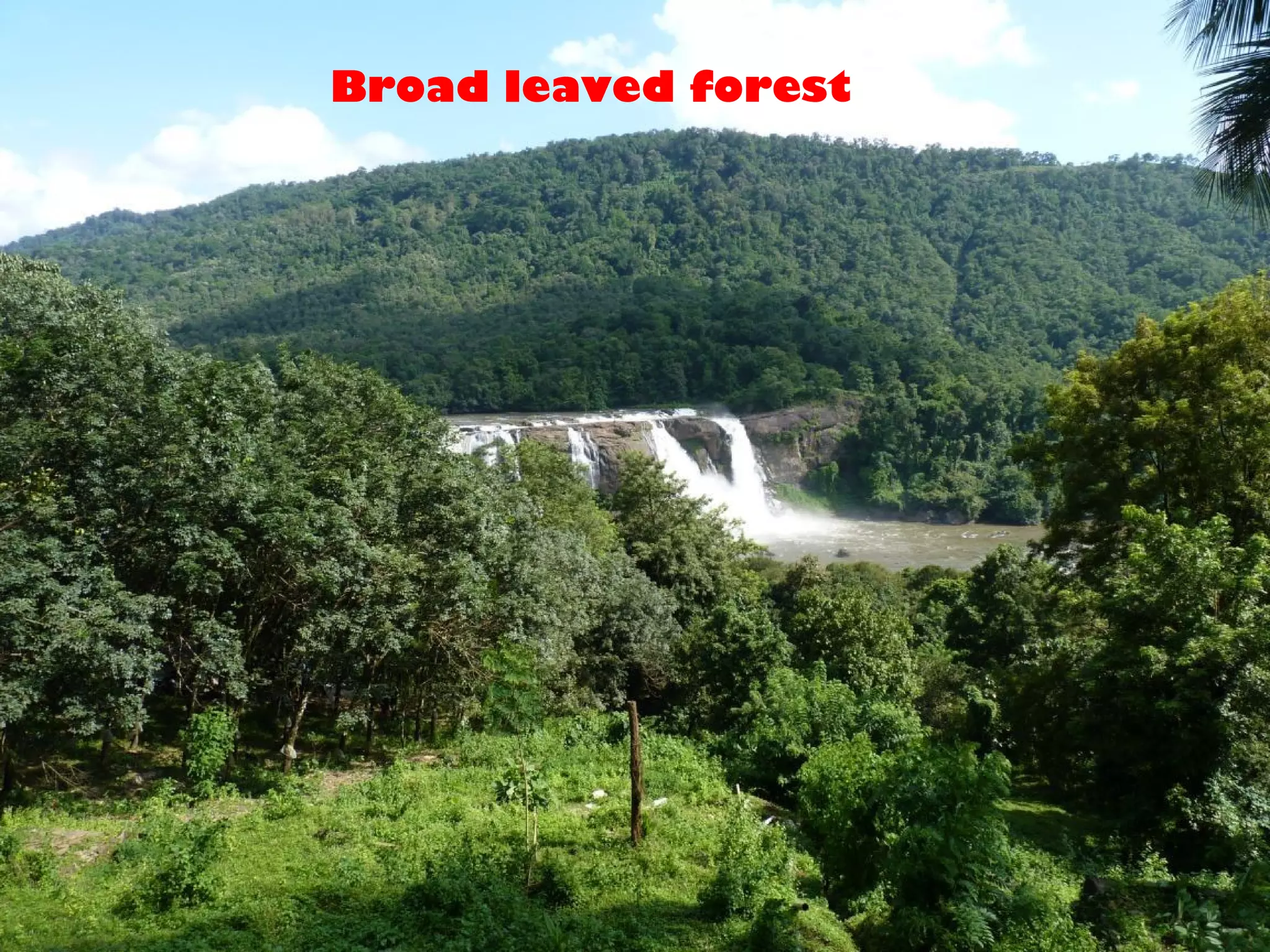 Introduction to forestry | PPT