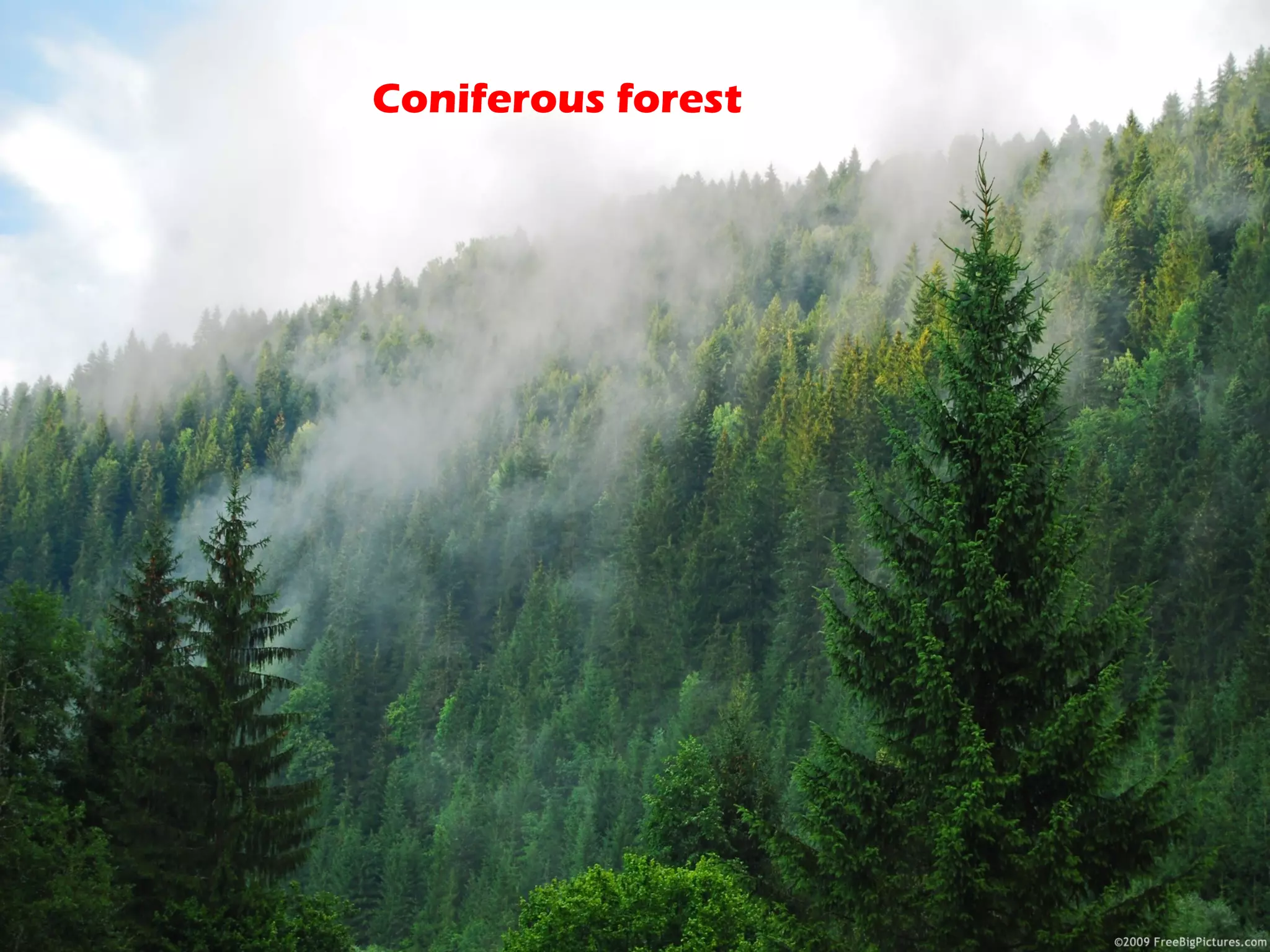 Introduction to forestry | PPT