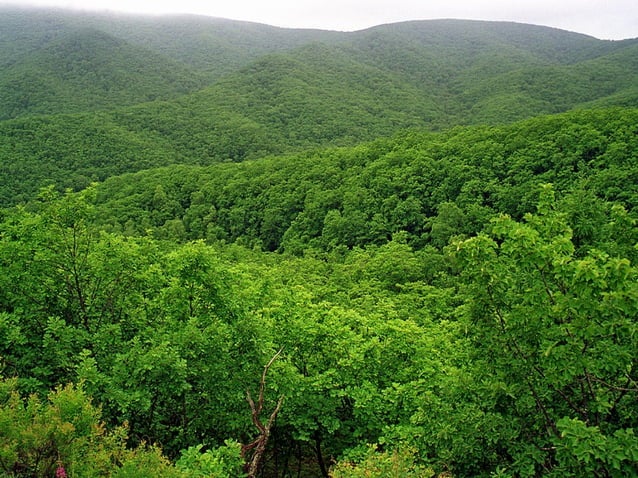 Introduction to forestry | PPT