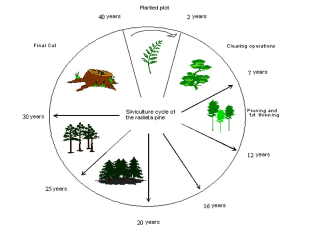 Introduction to forestry | PPT