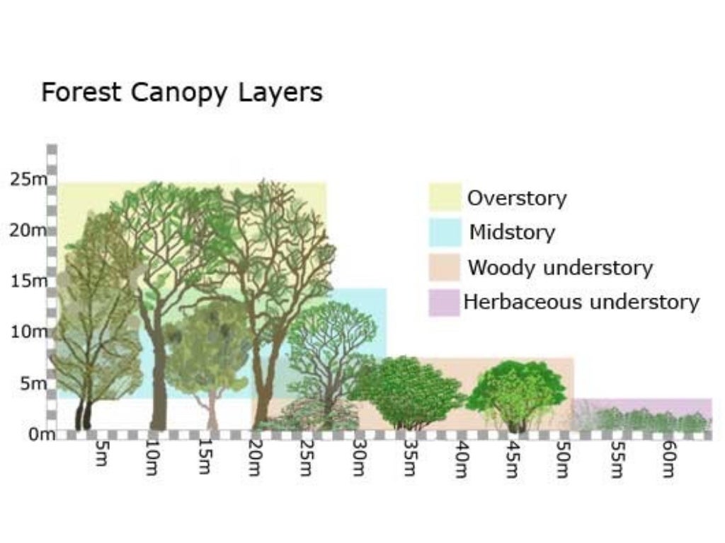 Introduction to forestry