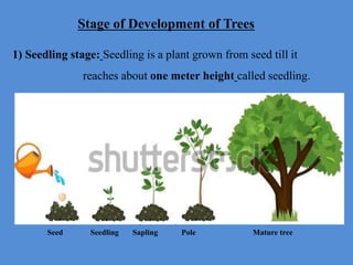 Introduction to forestry some terminology | PPTX