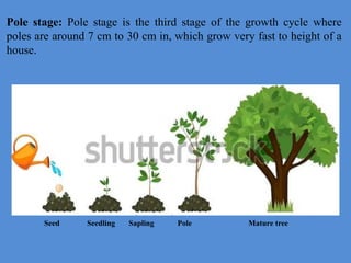 Introduction to forestry some terminology | PPTX