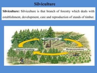 Introduction to forestry some terminology | PPTX