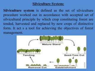 Introduction to forestry some terminology | PPTX