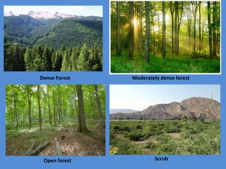 Introduction to forestry some terminology | PPTX