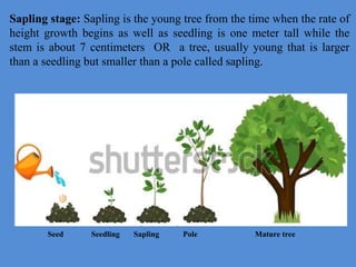 Introduction to forestry some terminology | PPT