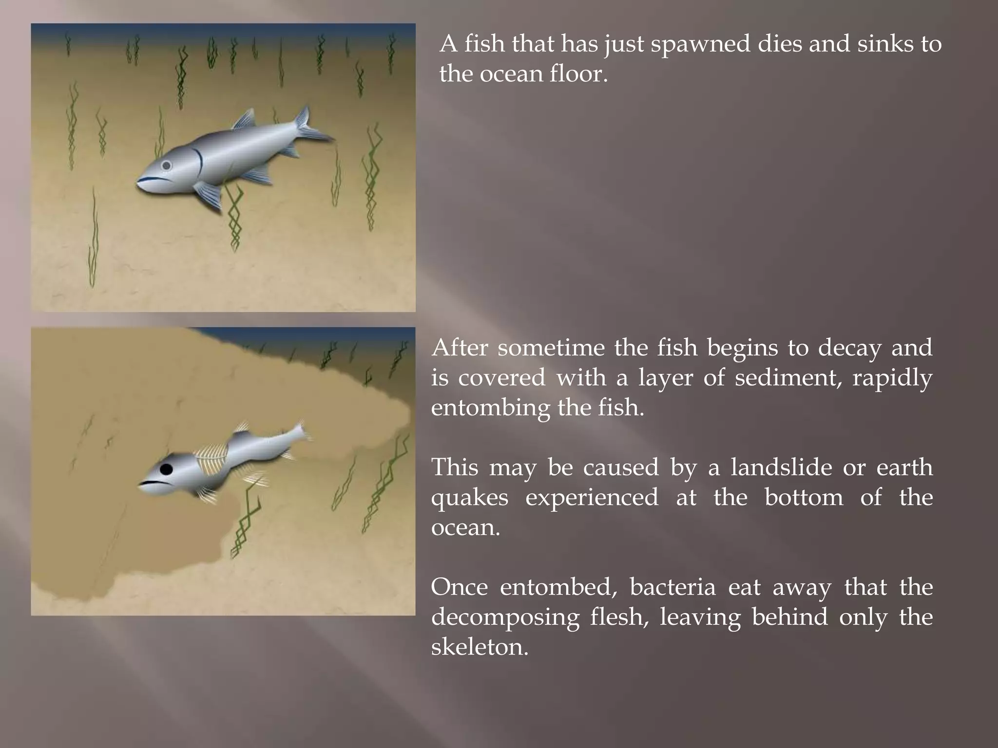 Introduction to fossils | PPTX