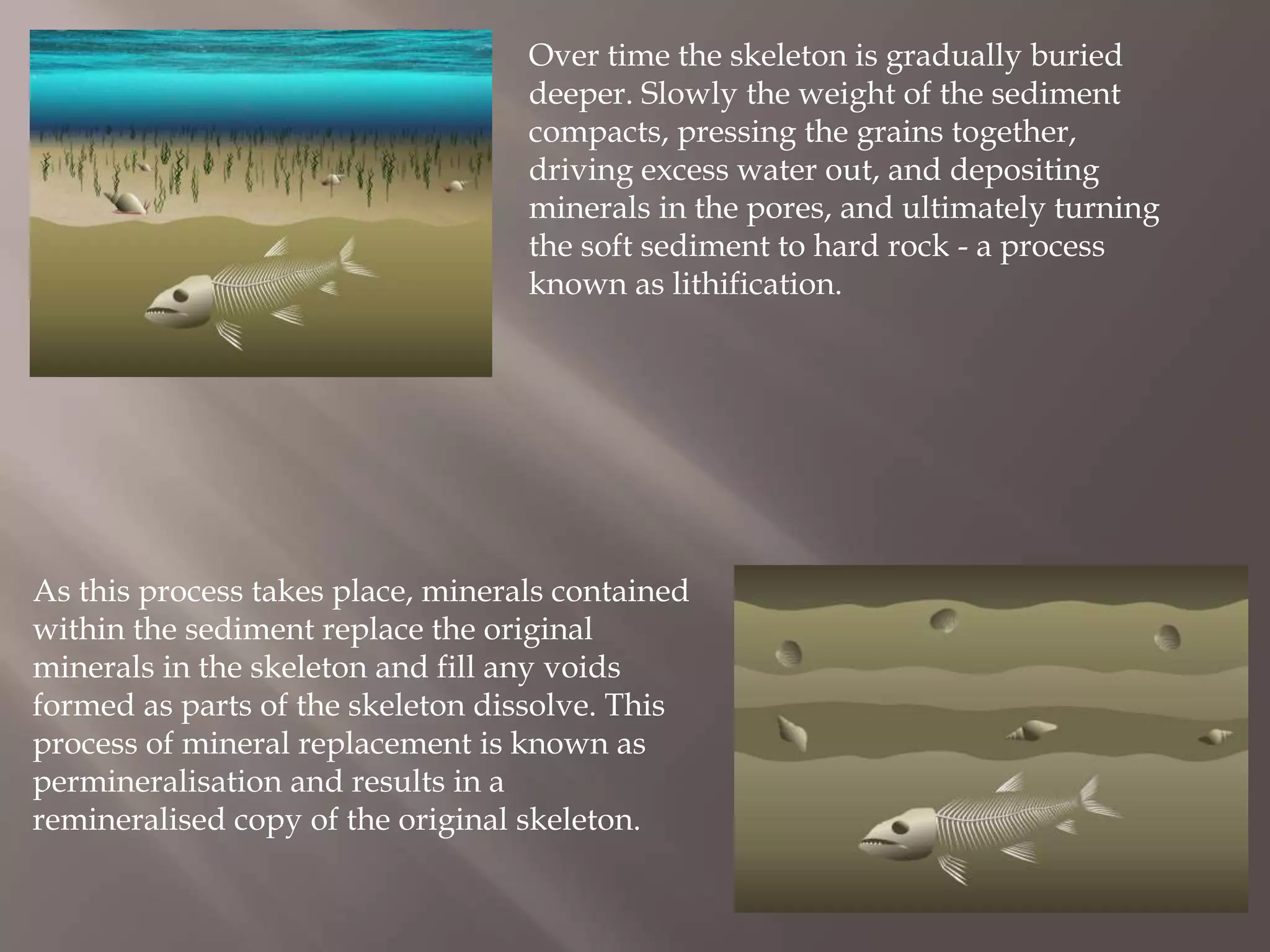 Introduction to fossils | PPTX