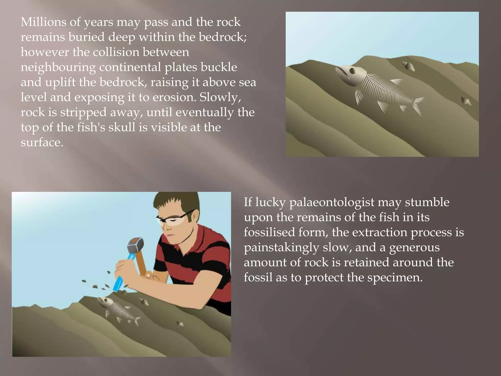 Introduction to fossils | PPTX | Geology | Science