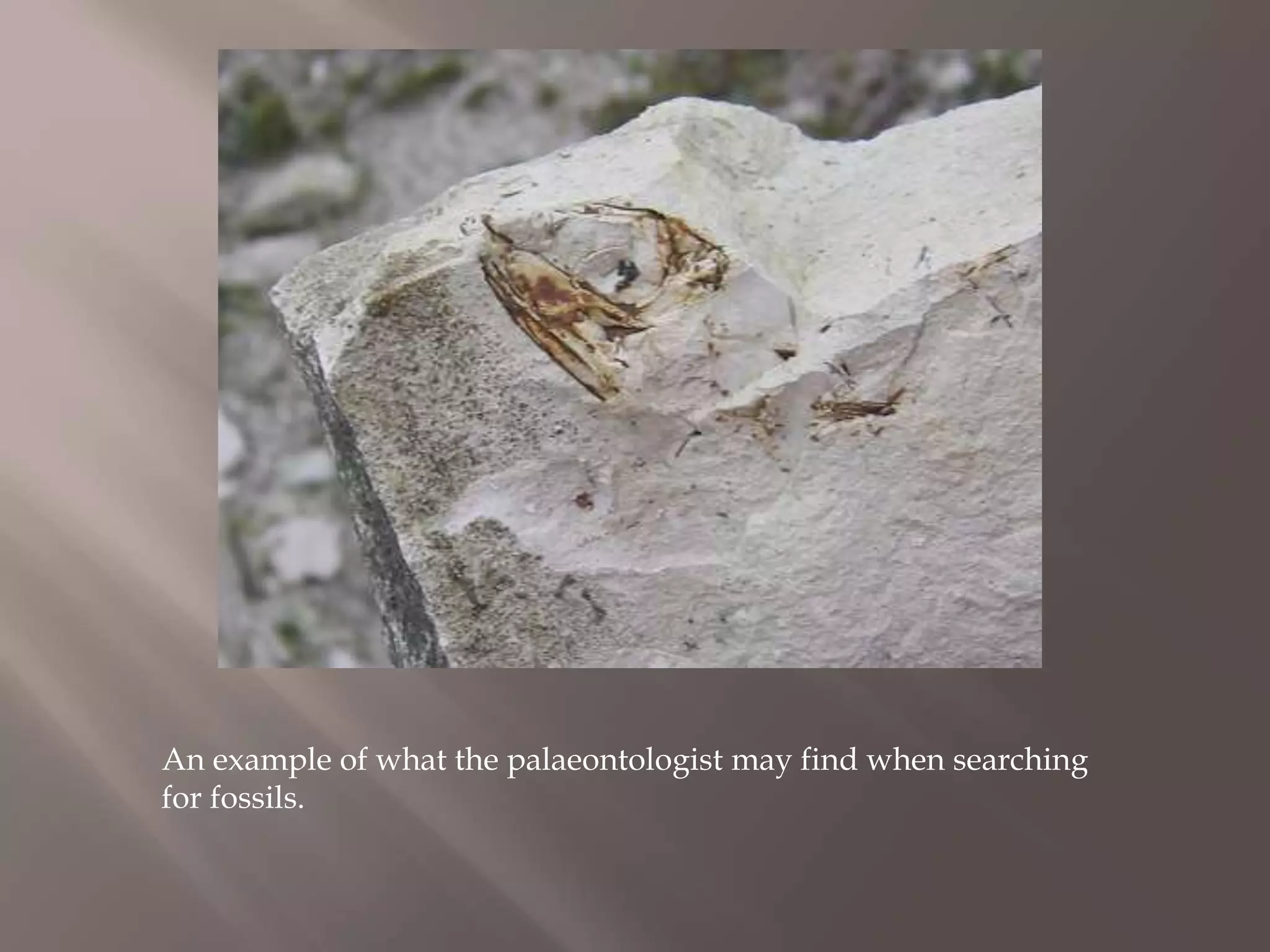 Introduction to fossils | PPTX | Geology | Science