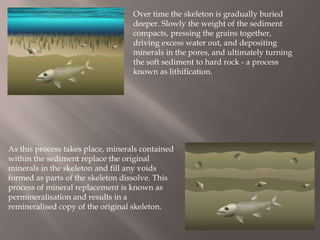 Introduction to fossils | PPTX