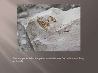 Introduction to fossils | PPTX