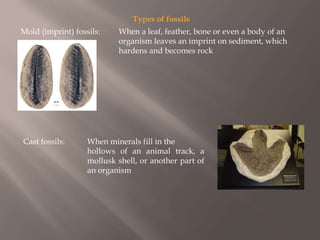 Introduction to fossils | PPTX