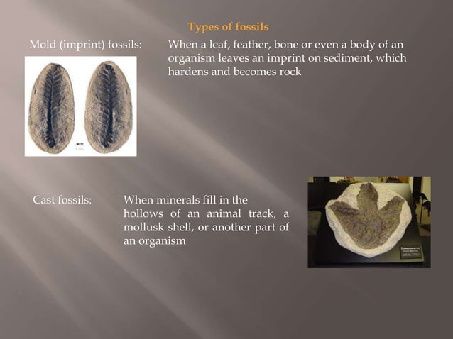 Introduction to fossils | PPTX | Geology | Science