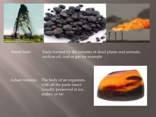 Introduction to fossils | PPTX | Geology | Science