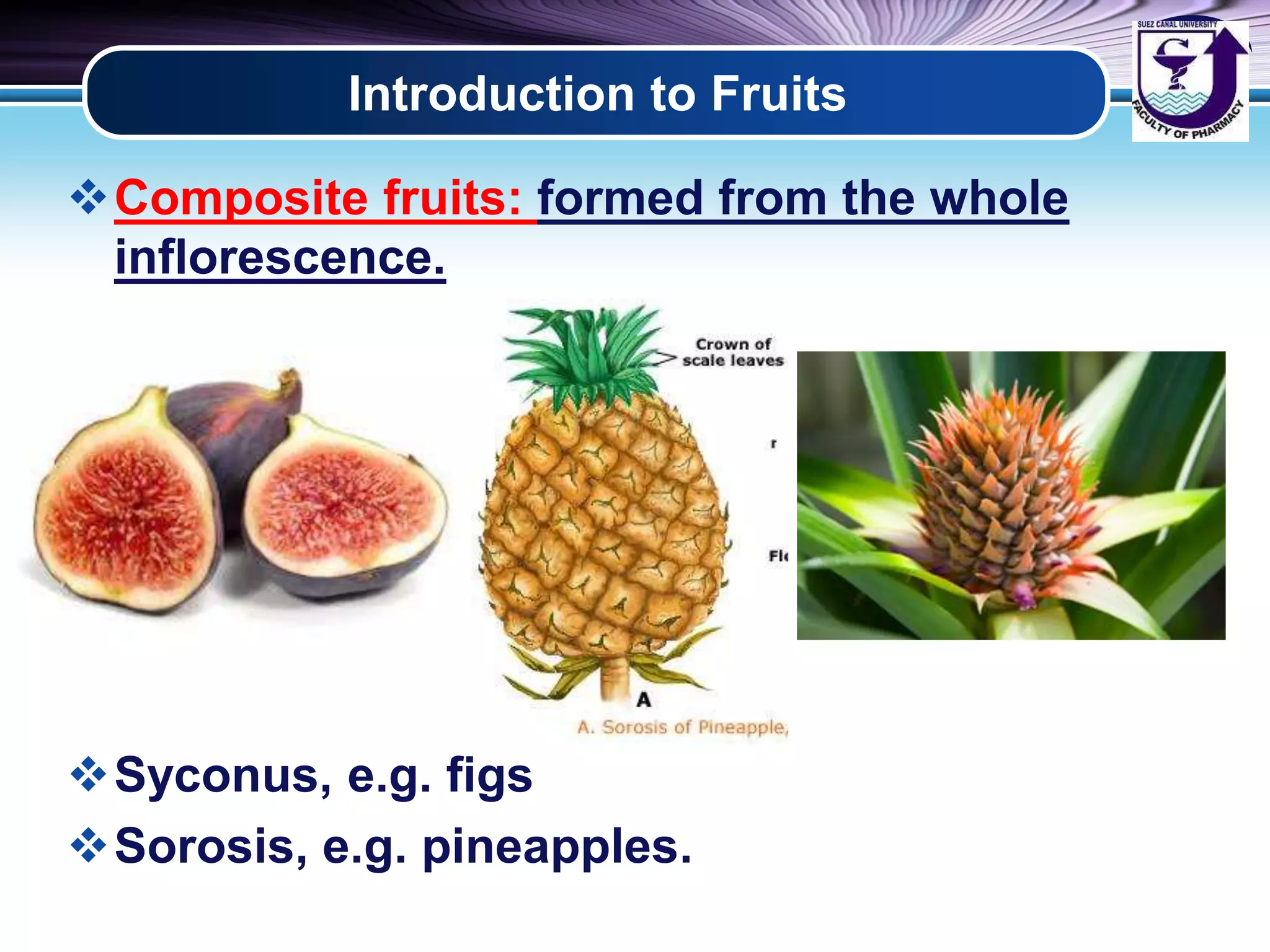 Introduction to fruits | PPTX