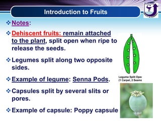 Introduction to fruits | PPTX