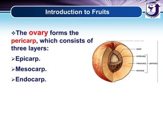 Introduction to fruits | PPTX