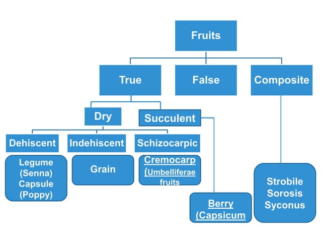 Introduction to fruits | PPTX