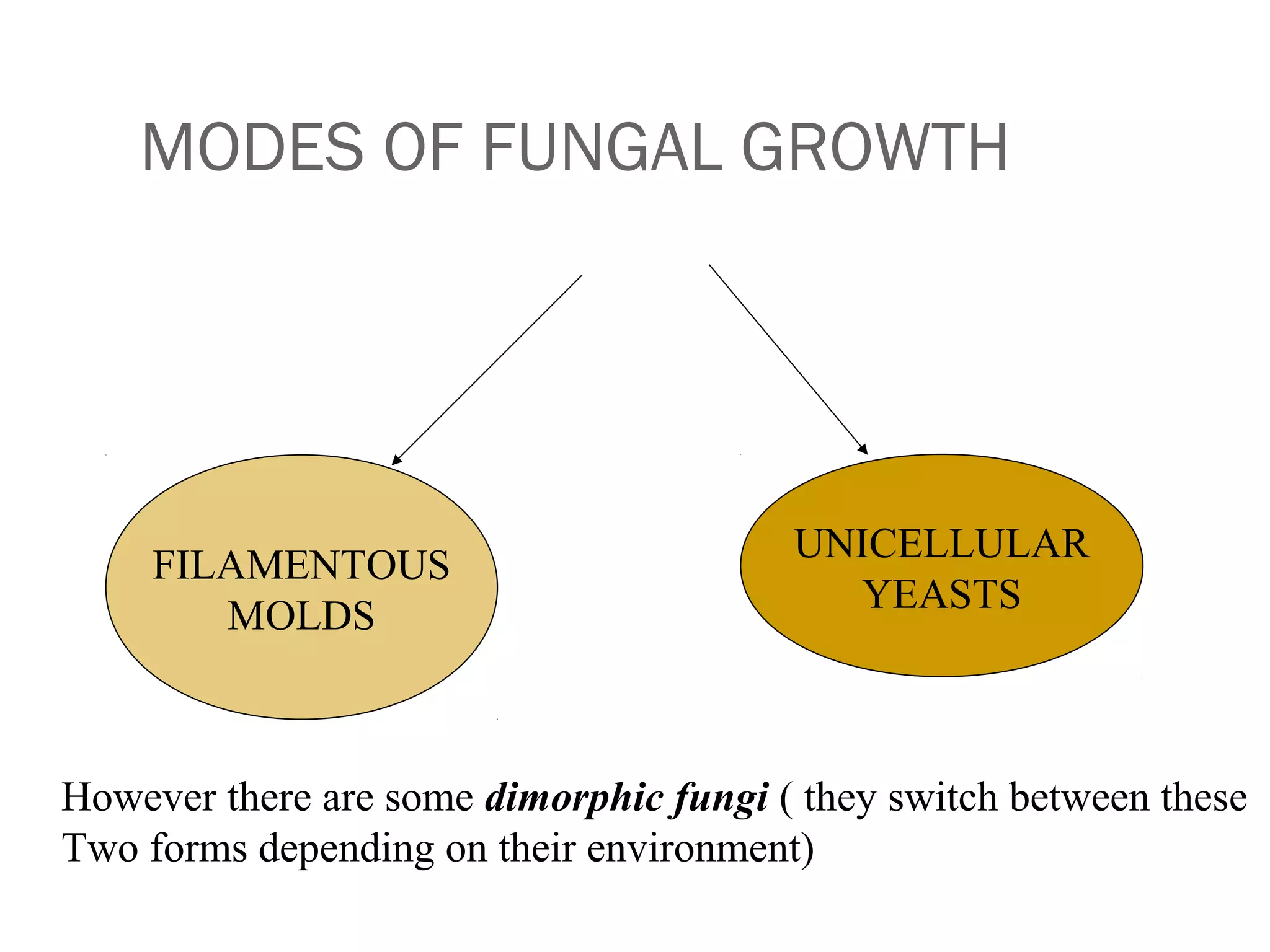 Introduction to fungi | PPT