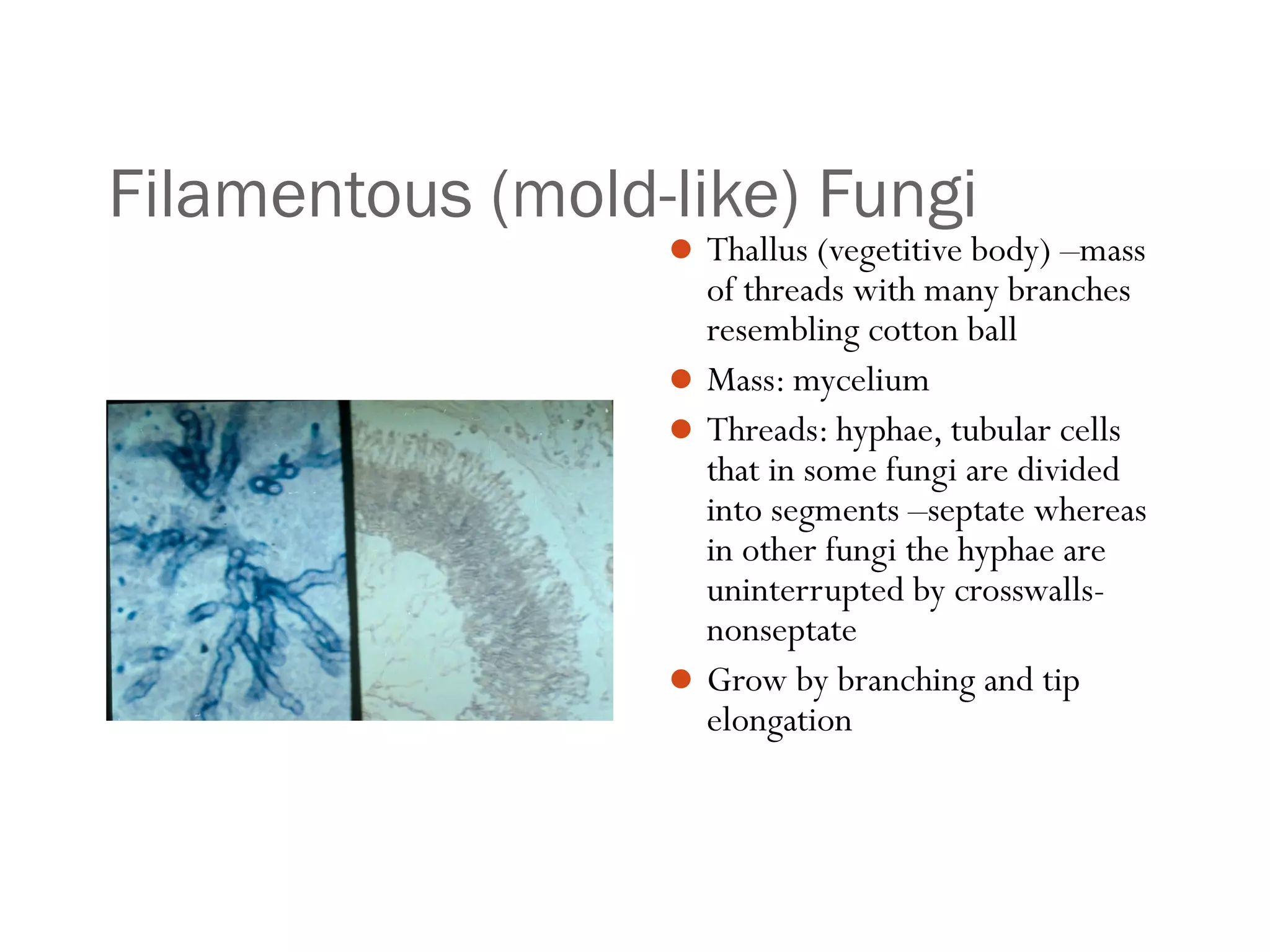 Introduction to fungi | PPT