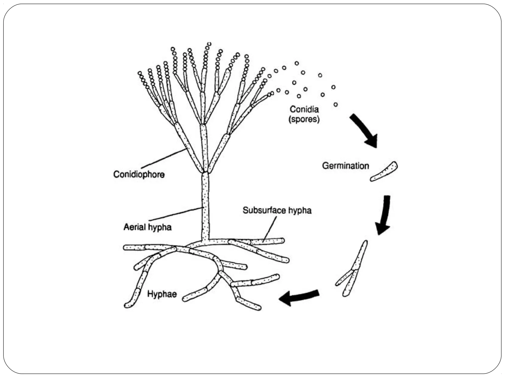 Introduction to fungi | PPT