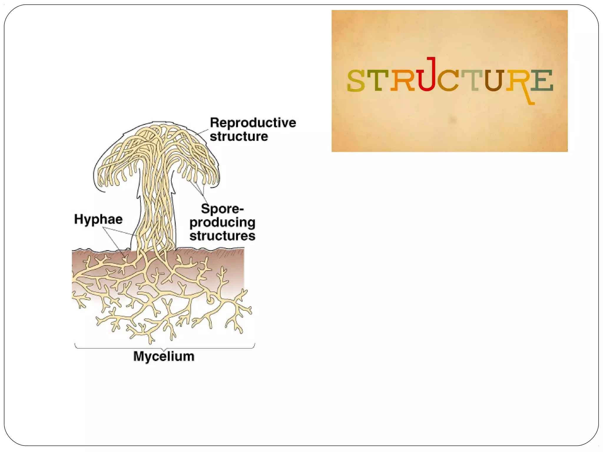 Introduction to fungi | PPT