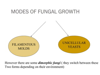 Introduction to fungi | PPT
