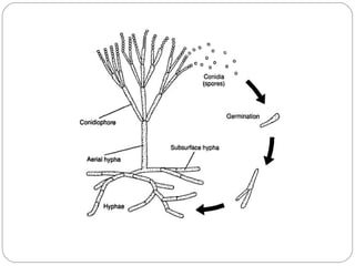Introduction to fungi | PPT