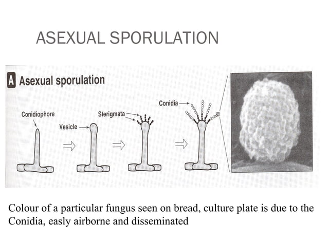 Introduction to fungi | PPT | Reproductive Health | Diseases and Conditions