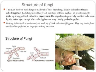 Introduction to fungi | PPT