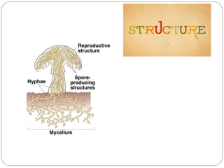 Introduction to fungi | PPT