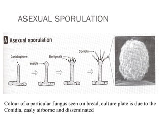 Sporulation In Fungi