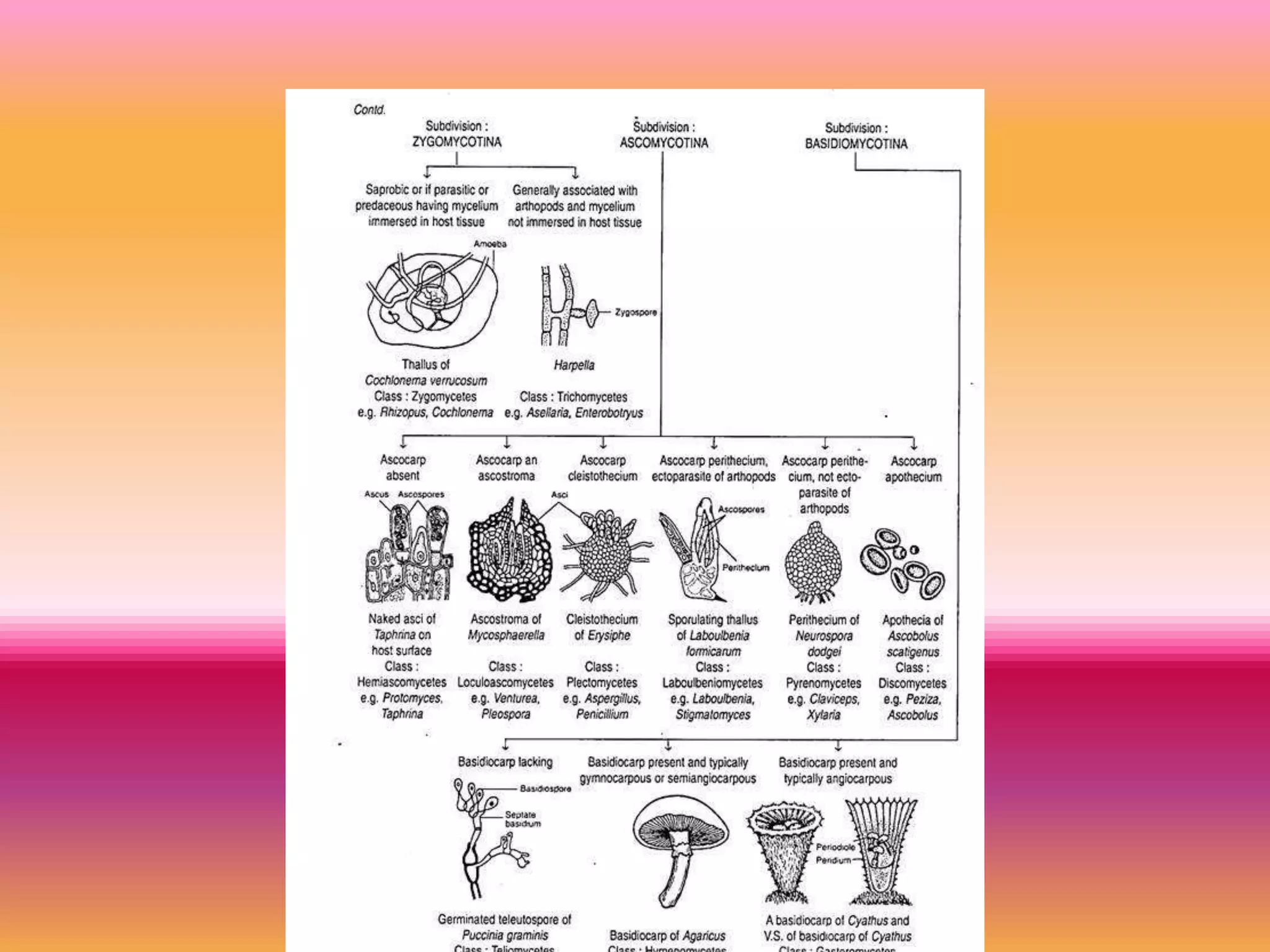 Introduction to fungi | PPTX