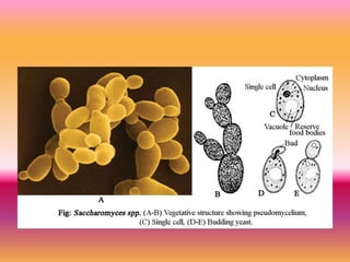 Introduction to fungi | PPTX